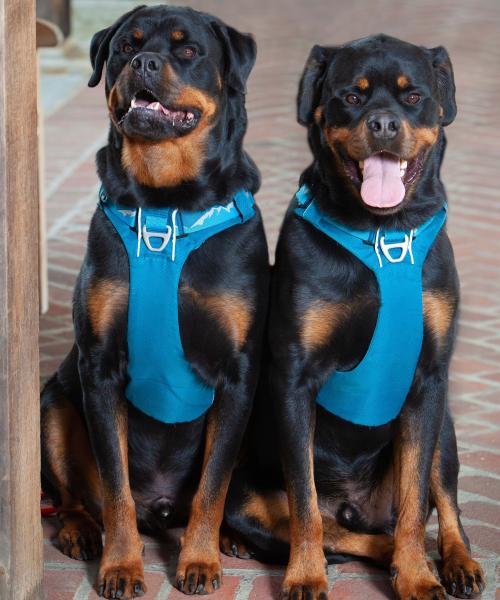 Our Team | Harrison Capital Management